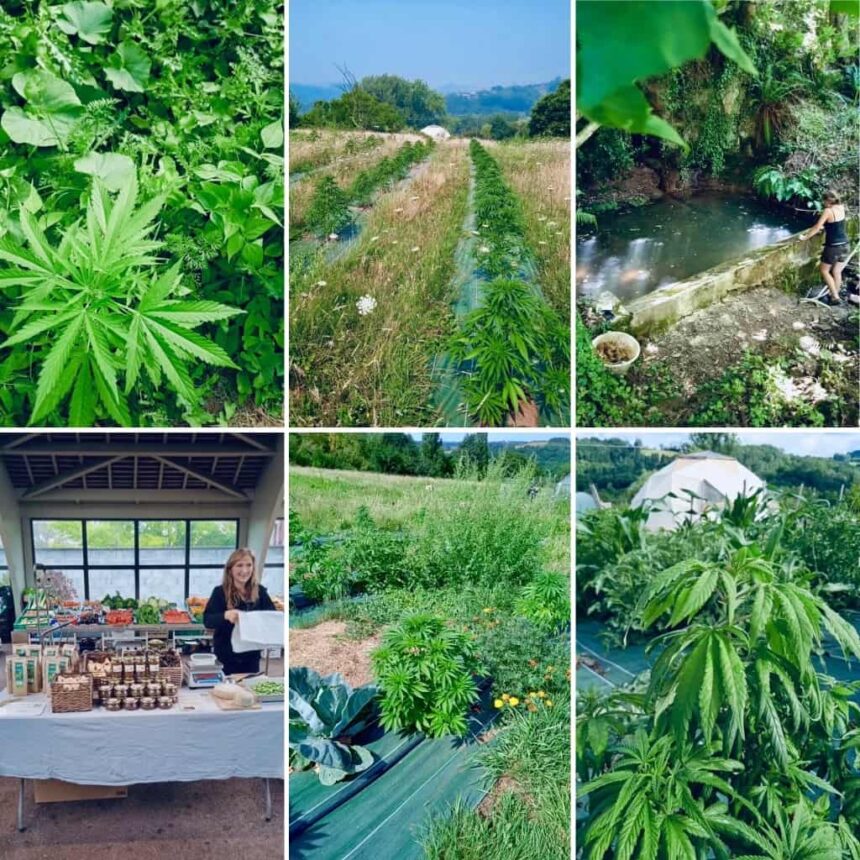 Producteur de CBD bio en France- Notre histoire